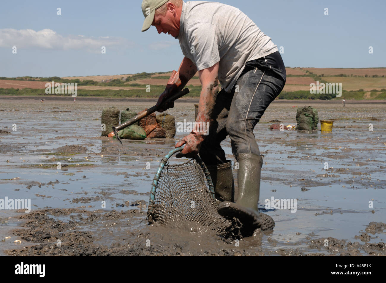 Gang of immigrant cockle pickers Angle Bay Milford Haven Pembrokeshire ...