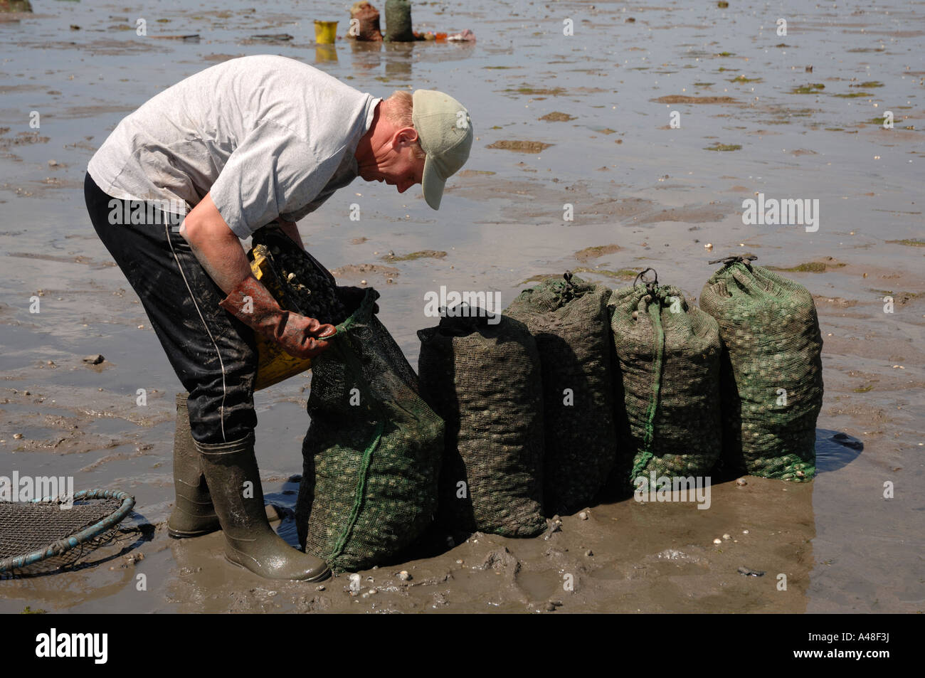 Cockle picker hi-res stock photography and images - Alamy
