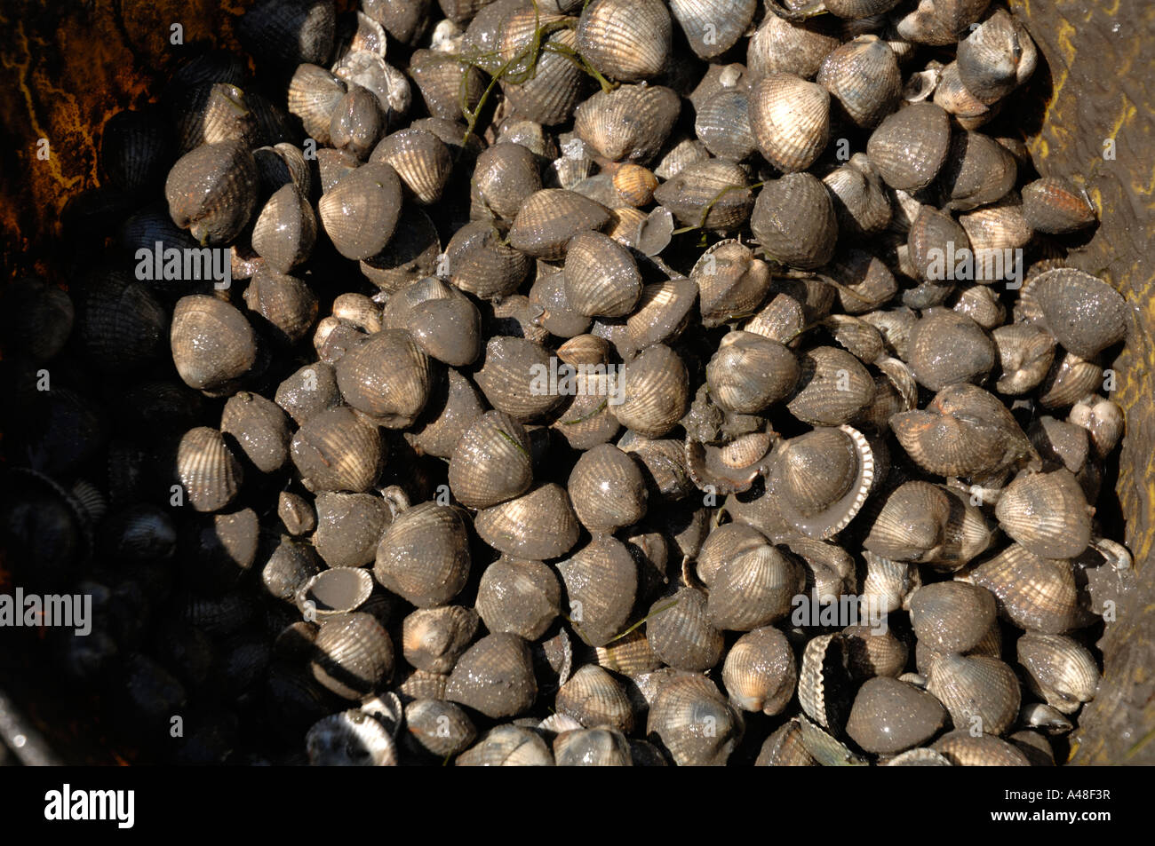 Cockles wales hi-res stock photography and images - Alamy