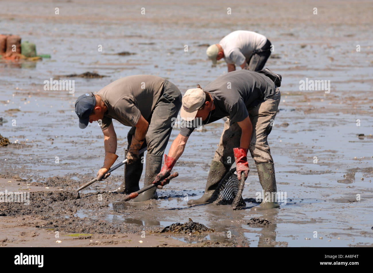 Cockle pickers hi-res stock photography and images - Alamy