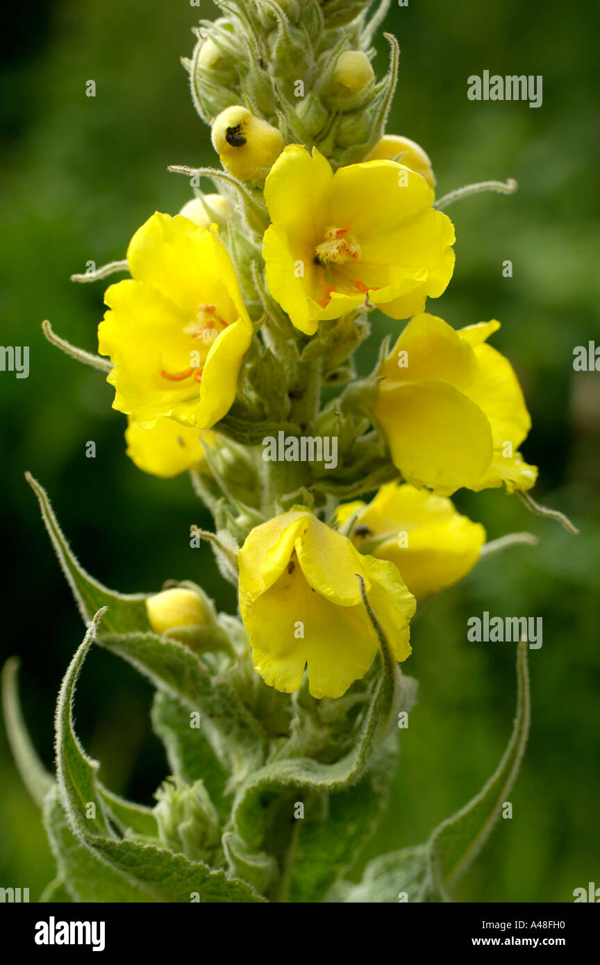 Common Mullein / Great Mullein Stock Photo - Alamy