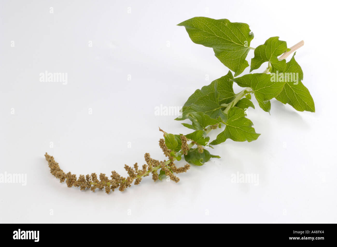 Good King Henry Stock Photo - Alamy
