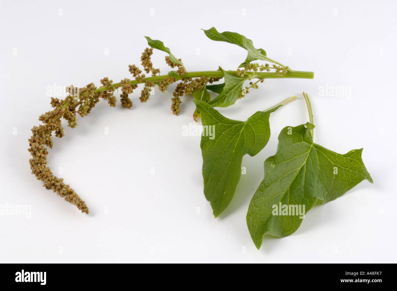 Good King Henry Stock Photo - Alamy