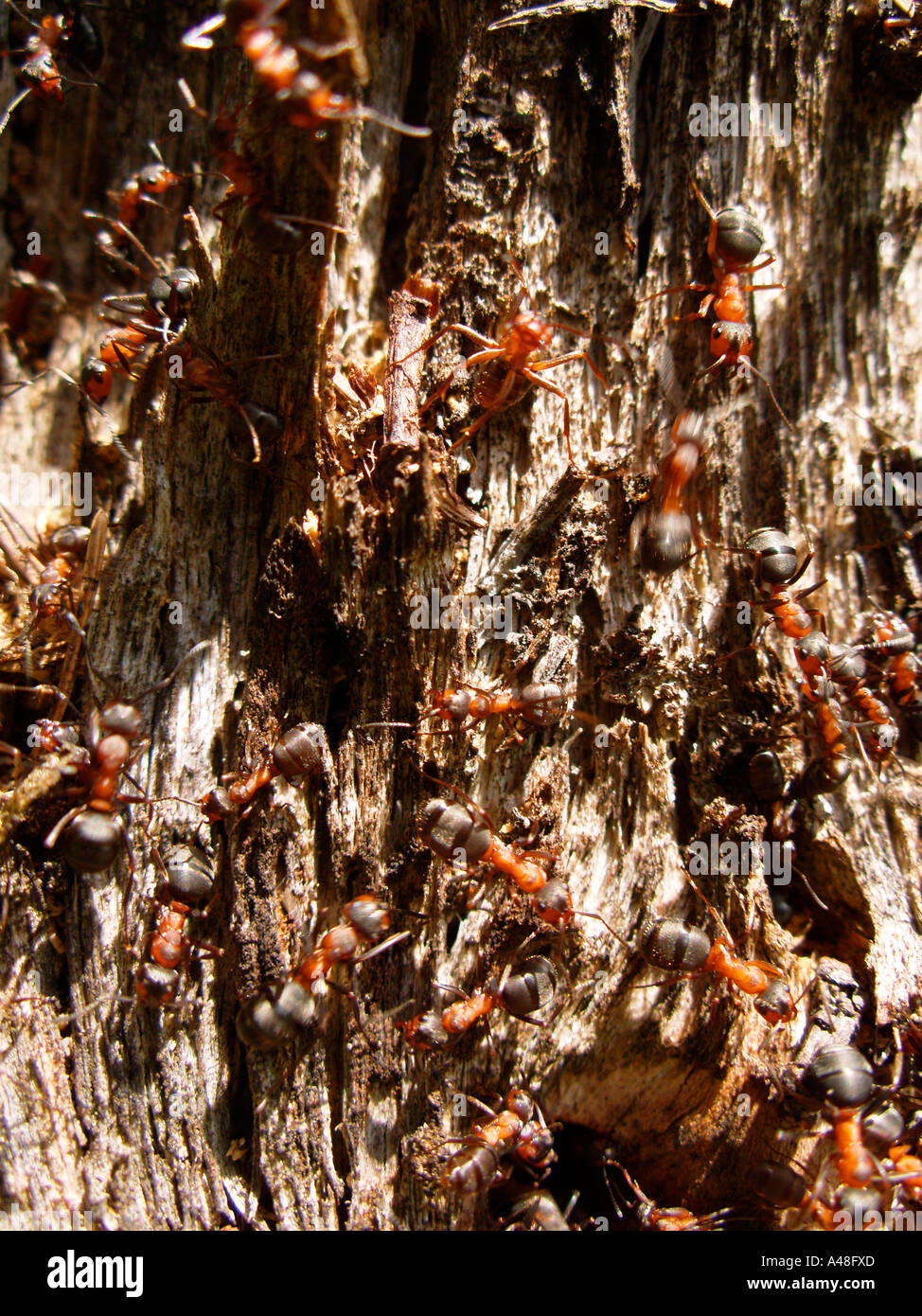 Army of ants hi-res stock photography and images - Alamy