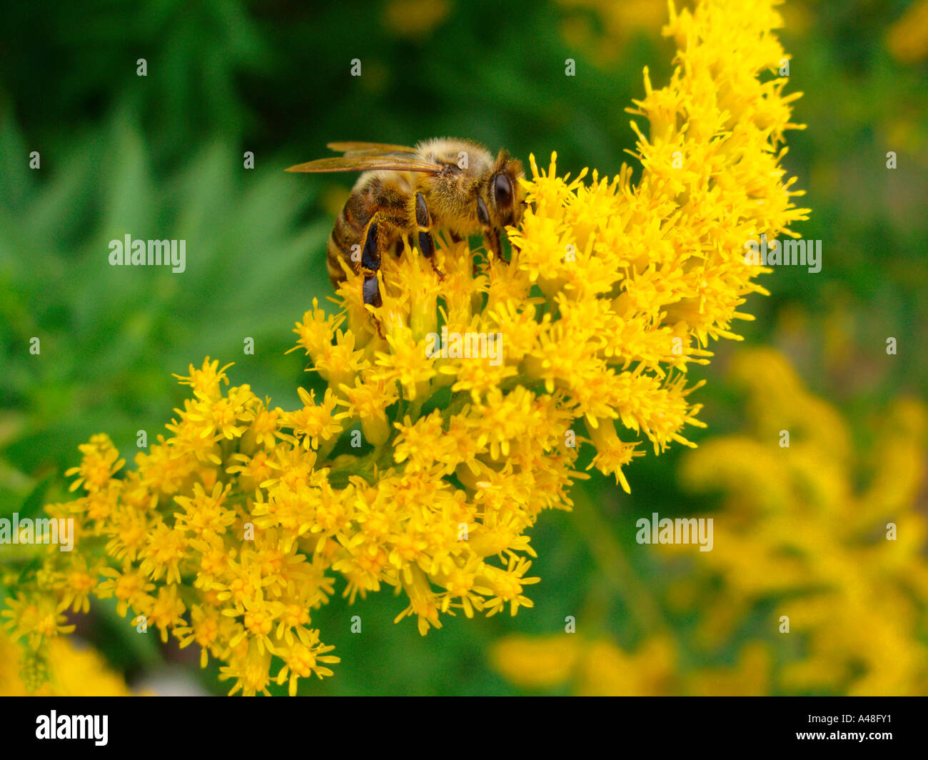 Bee societies hi-res stock photography and images - Alamy