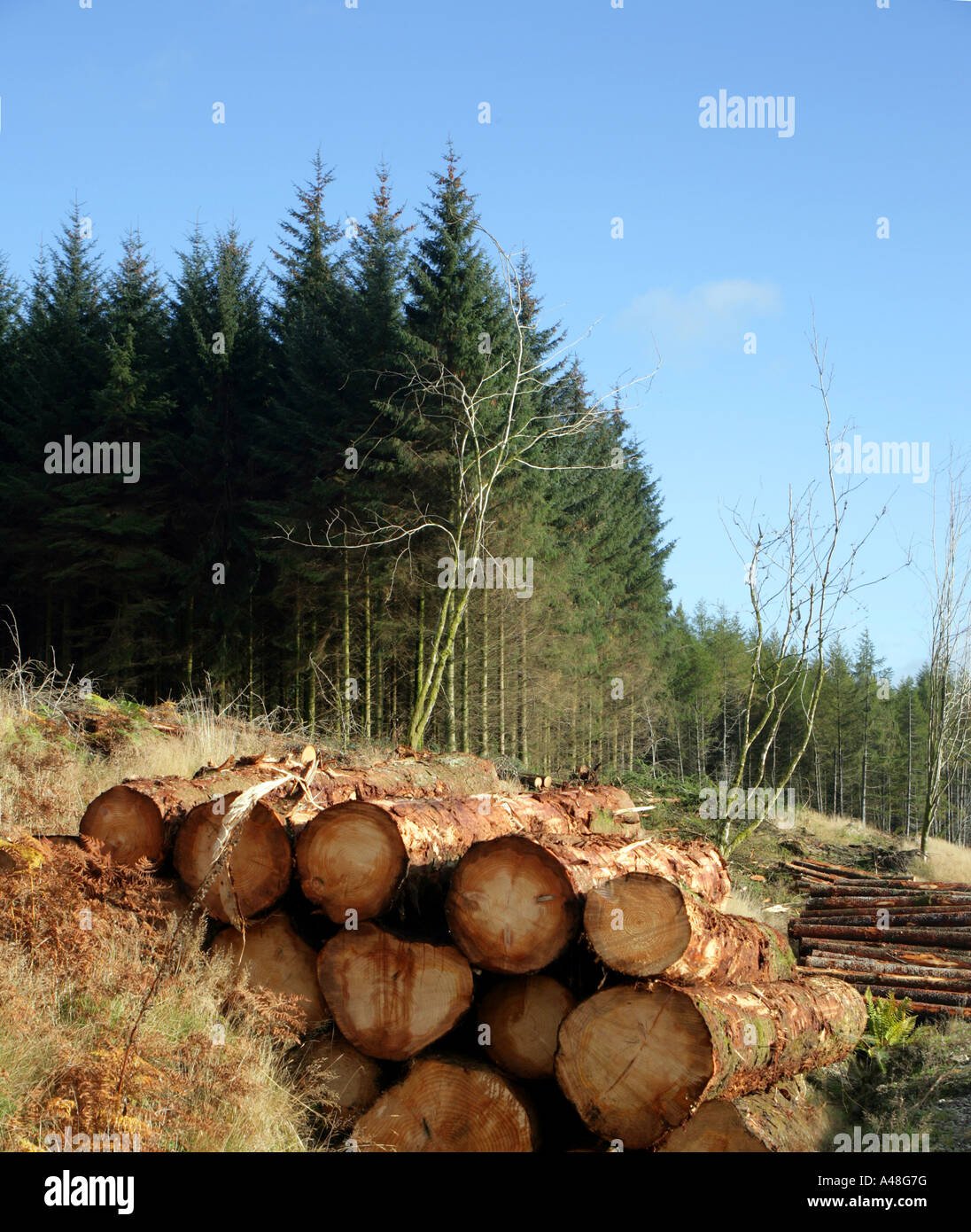 SCOTS PINE BEING FORESTED NEAR LAKE OF MONTEITH ON THE EDGE OF THE ...