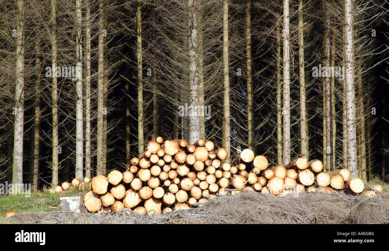 SCOTS PINE BEING FORESTED NEAR LAKE OF MONTEITH ON THE EDGE OF THE ...