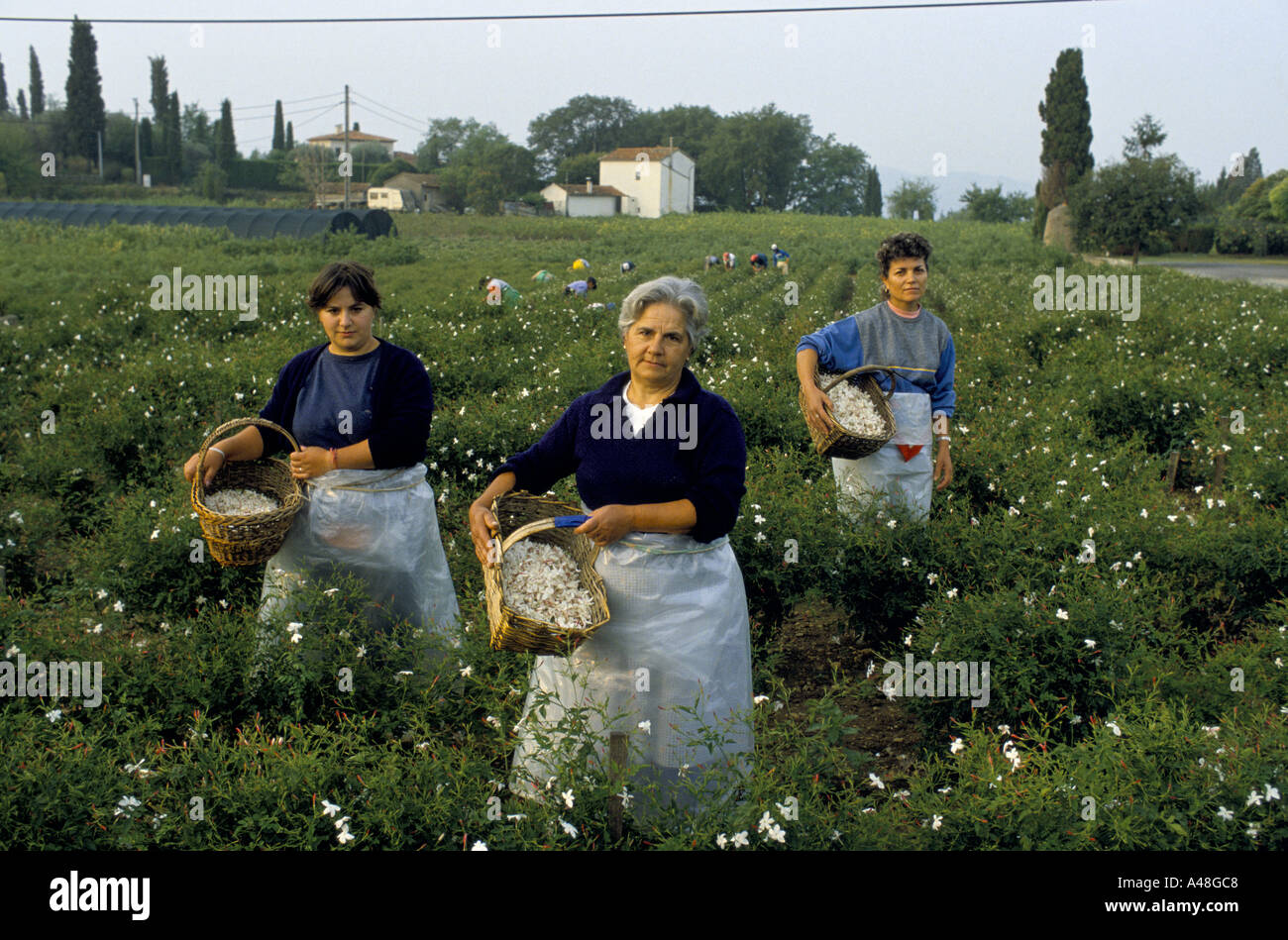 women picking jasmine flowers for the perfume industry. Grasse France ...