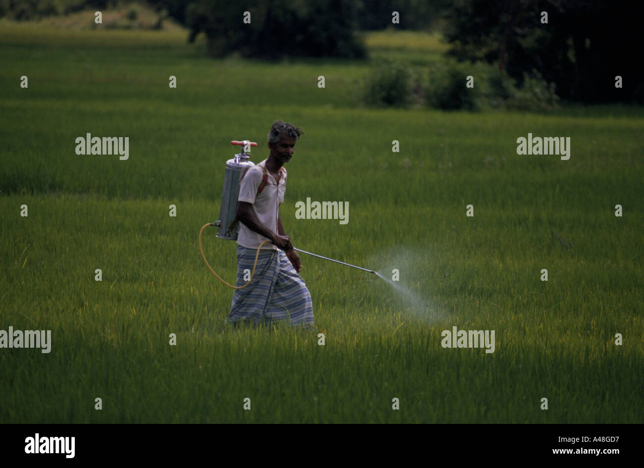 Farmer spraying pesticide in paddy hi-res stock photography and images ...