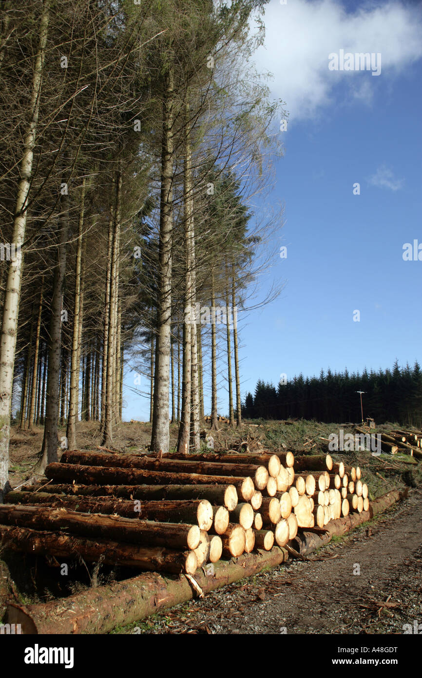 SCOTS PINE BEING FORESTED NEAR LAKE OF MONTEITH ON THE EDGE OF THE ...