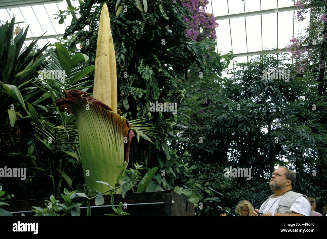 A flowering titan arum plant at kew gardens. Amorphophallus titanum ...