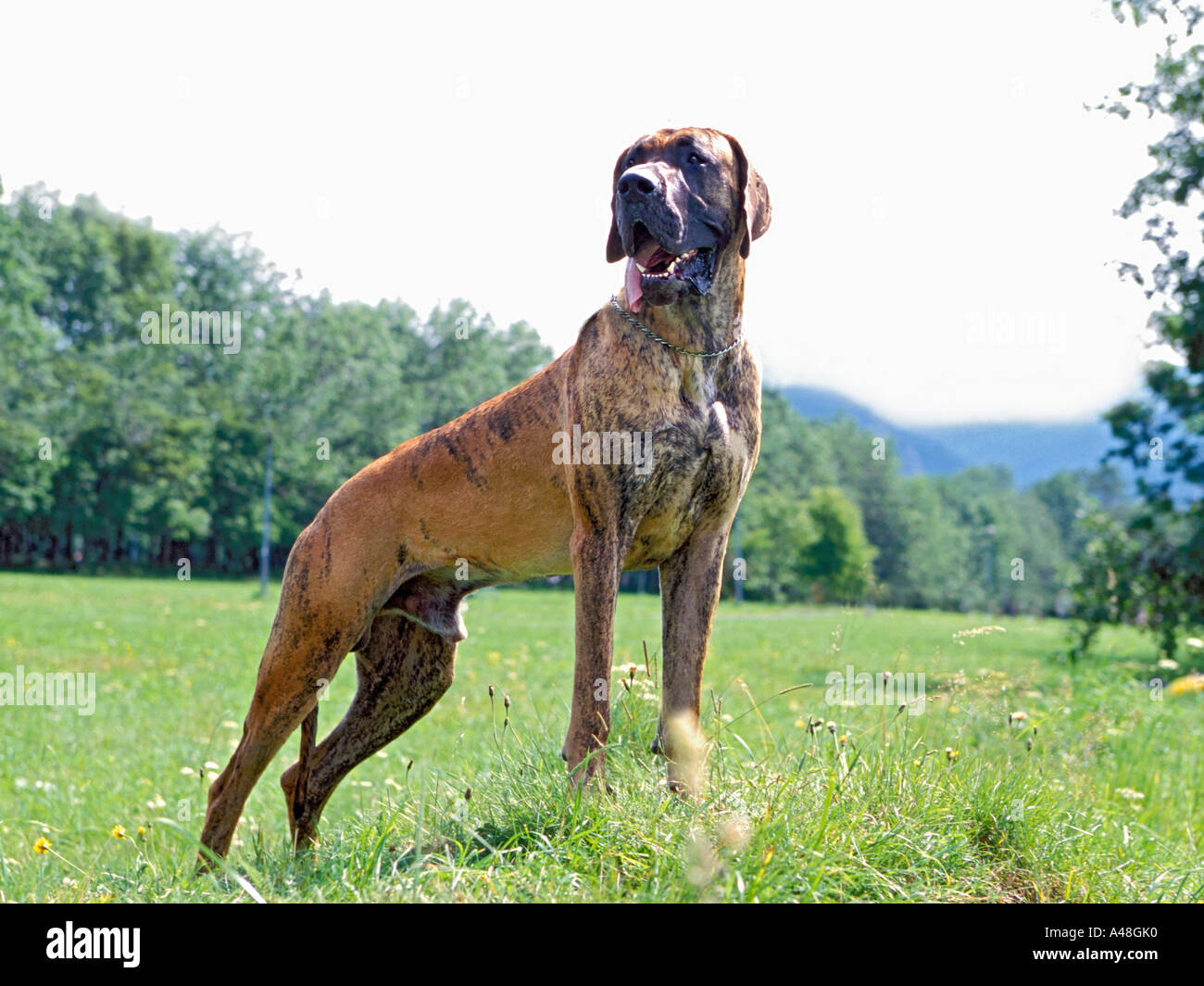 German Dogue dog Stock Photo - Alamy