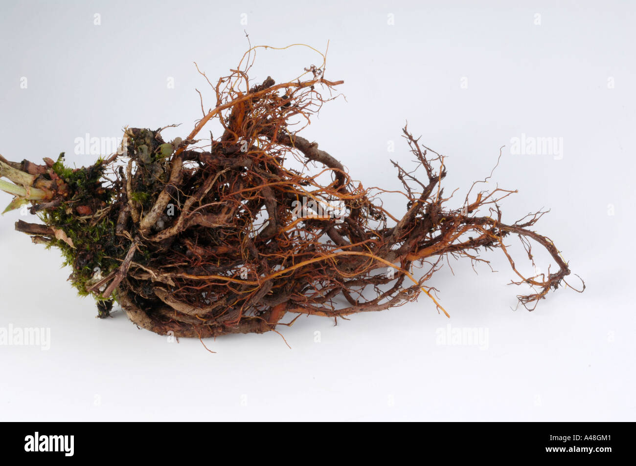 Madder hi-res stock photography and images - Alamy