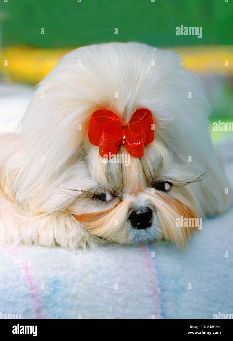 Shih Tsu dog with red ribbon portrait Stock Photo - Alamy