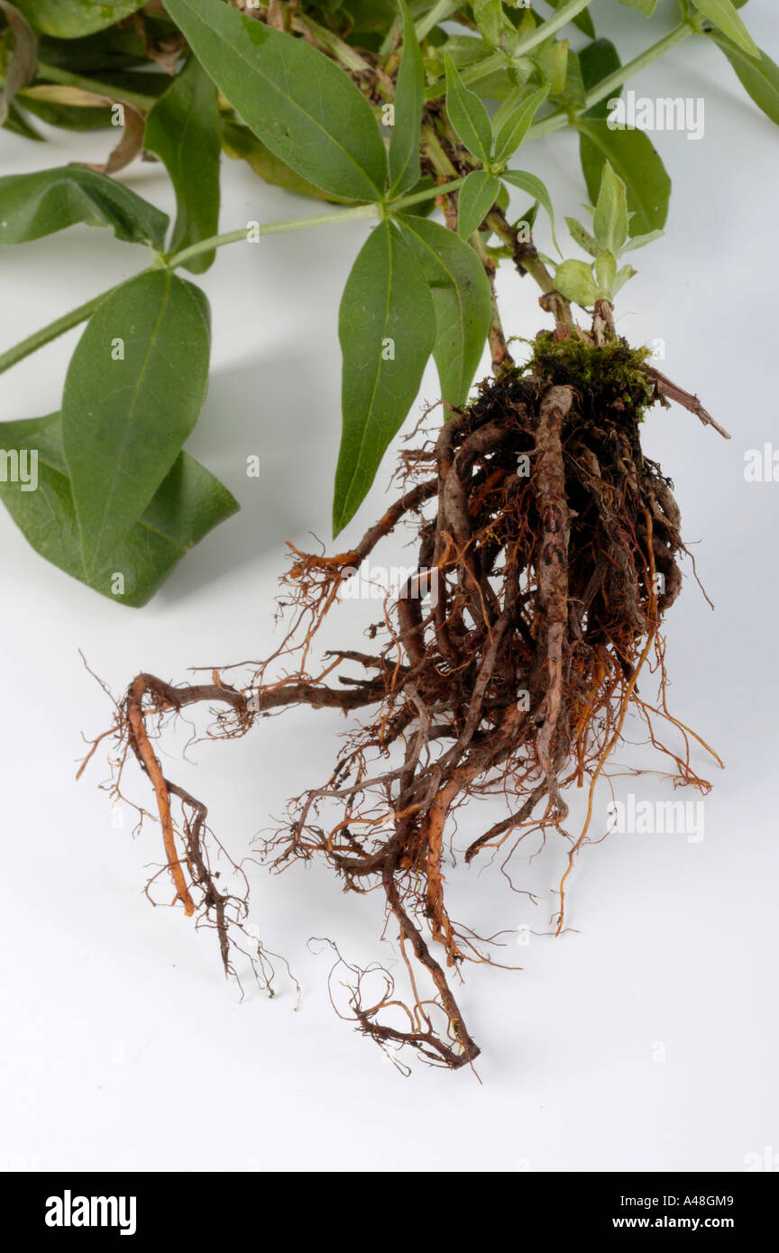 Madder hi-res stock photography and images - Alamy