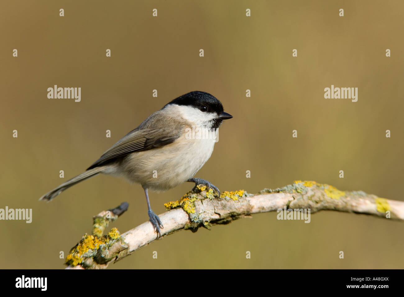 Marsh tit Parus palustris perched on lichen covered elder twig looking ...