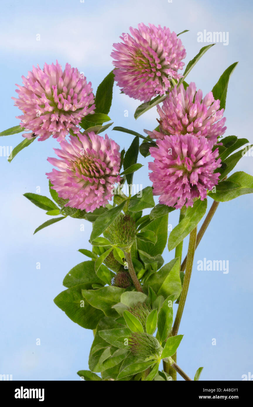 Upright clover hi-res stock photography and images - Alamy