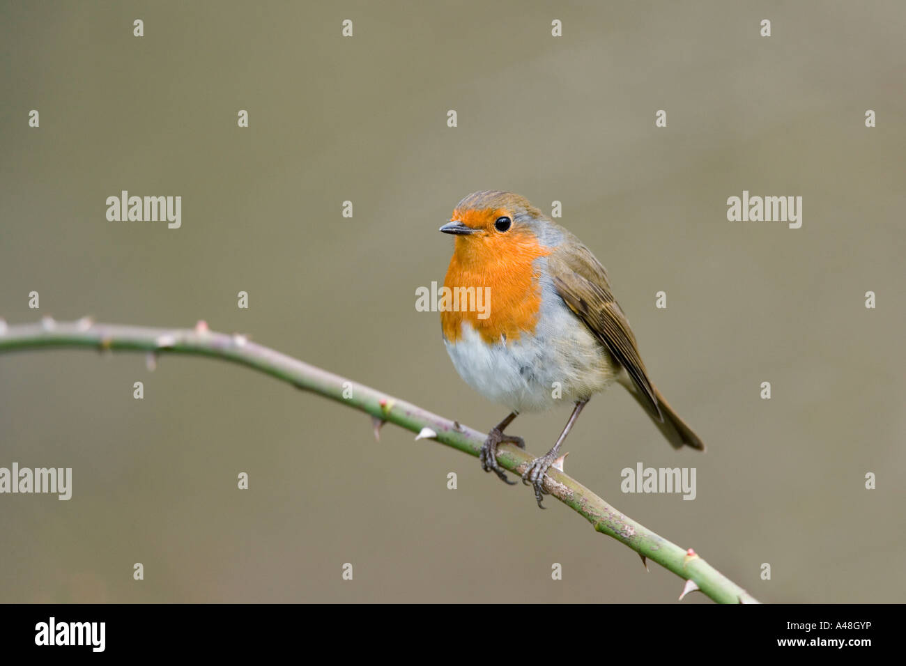 Robin pose hi-res stock photography and images - Alamy