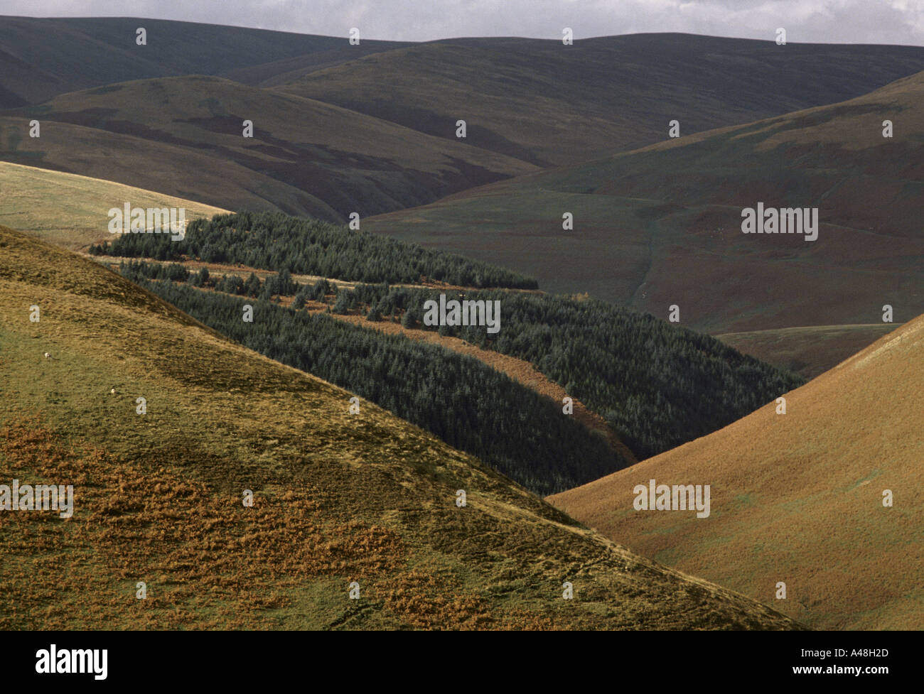 traditional coniferous plantation scottish highlands Stock Photo - Alamy