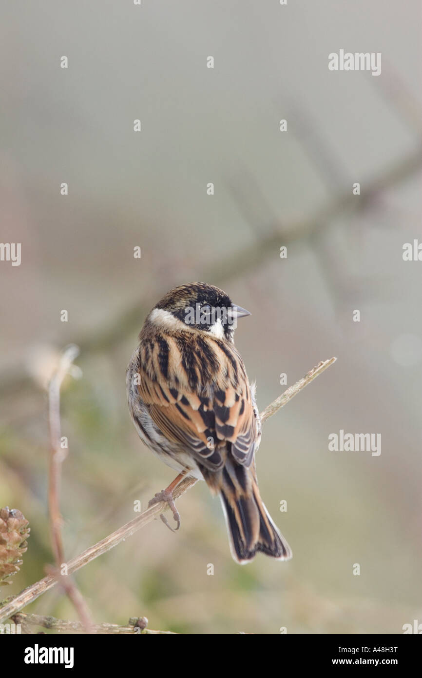 Male Reed bunting Emberiza schoeniclus perched on twig looking sideways ...