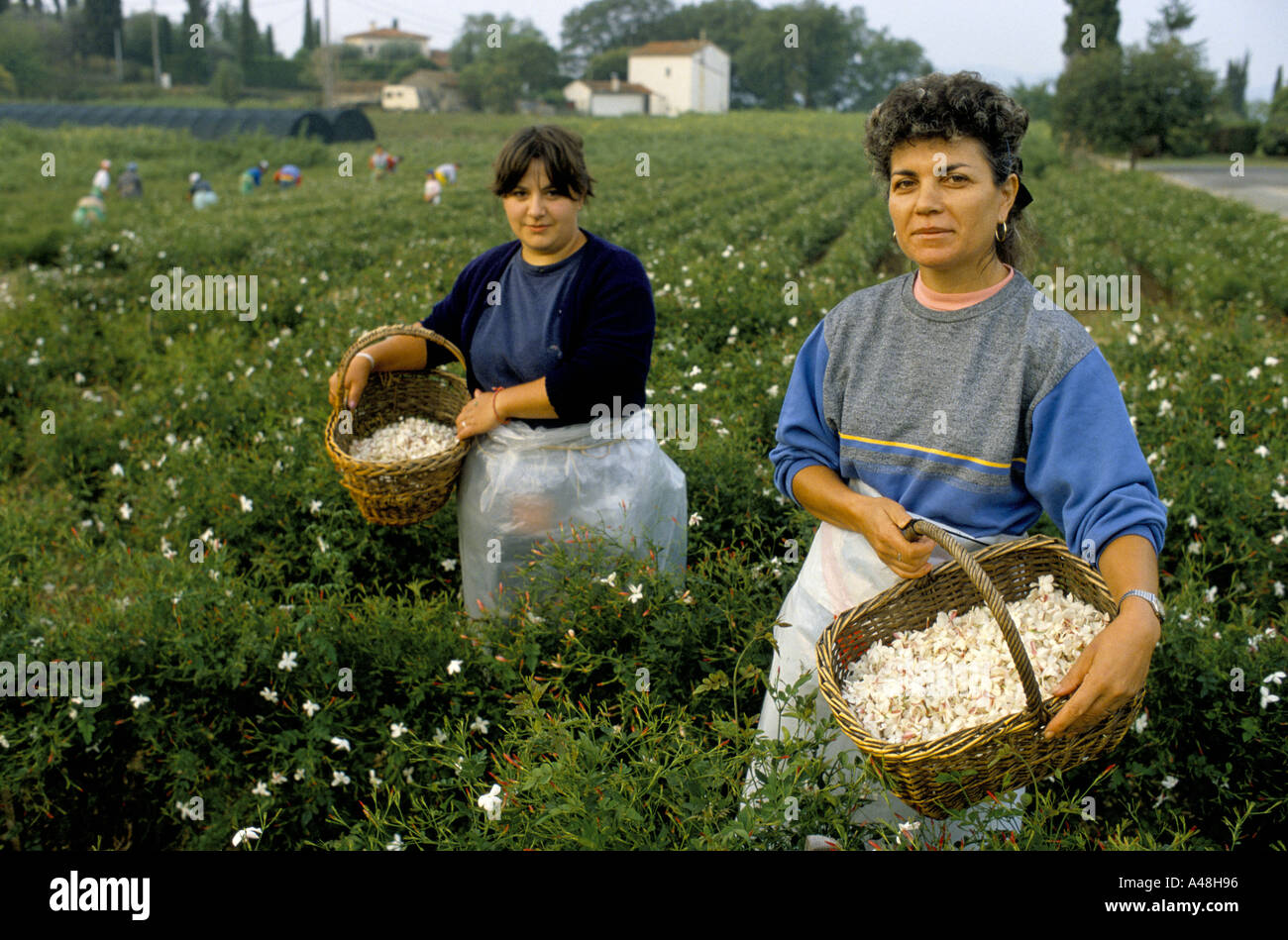 Picking jasmine france hi-res stock photography and images - Alamy