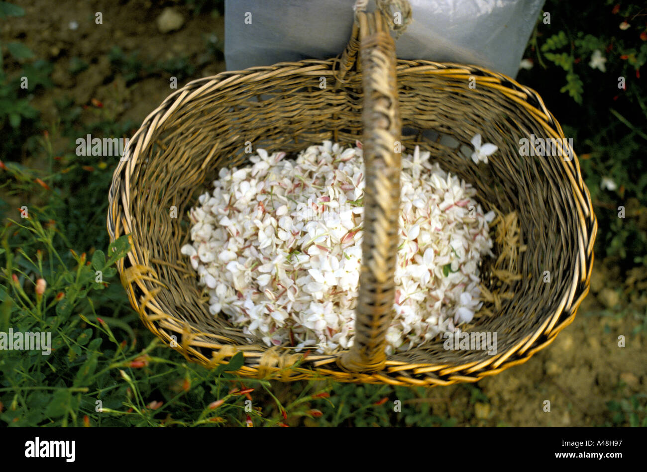 Grasse france flowers hi-res stock photography and images - Alamy