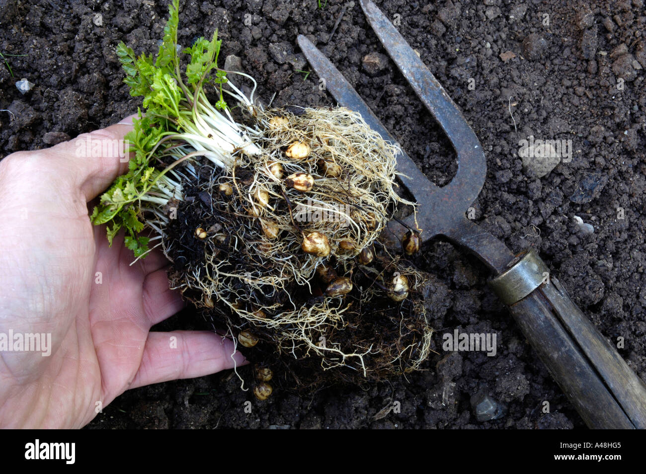Black Caraway / Great Pignut Stock Photo - Alamy