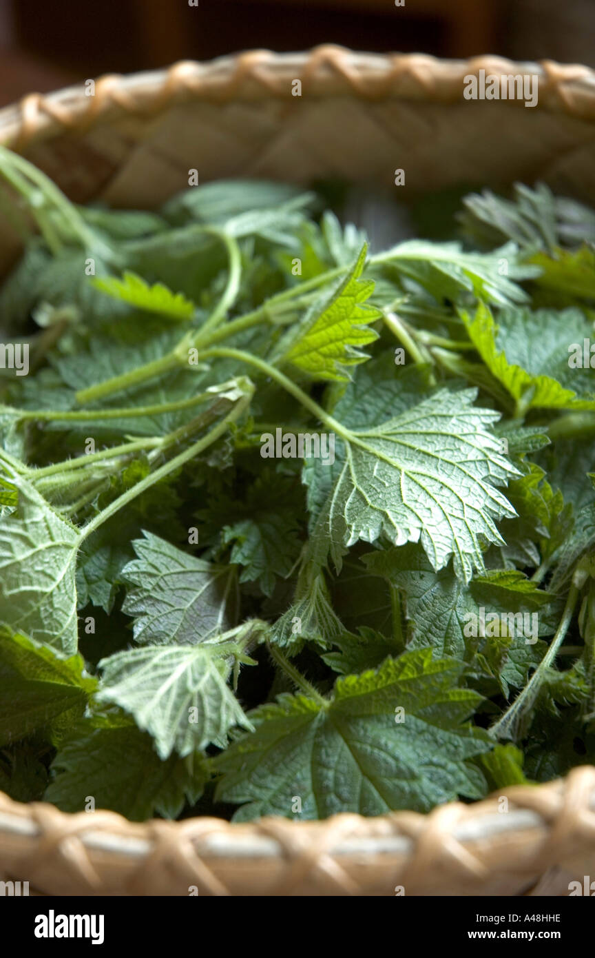 Nettle tops hi-res stock photography and images - Alamy