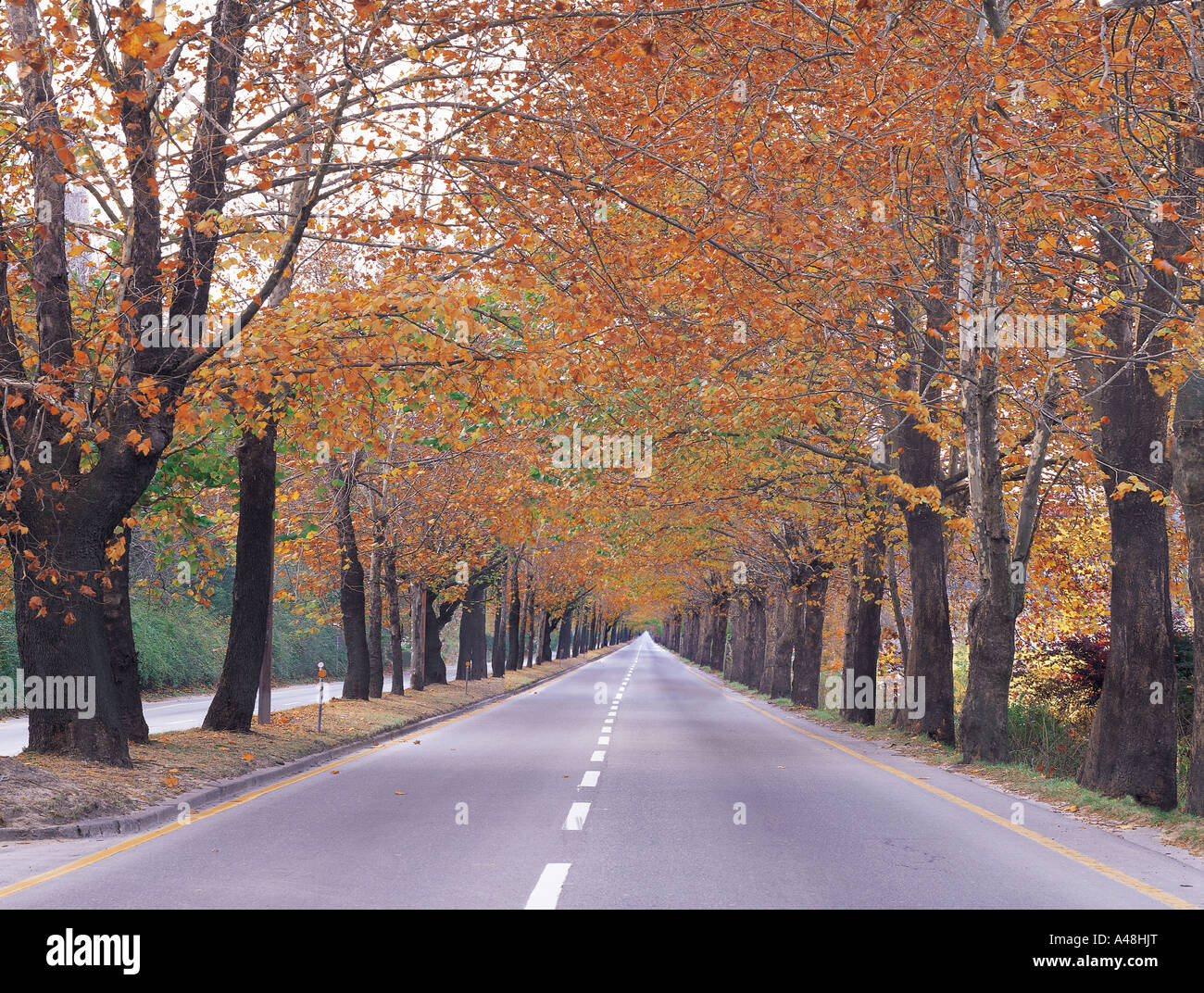 Trees along the road Stock Photo - Alamy