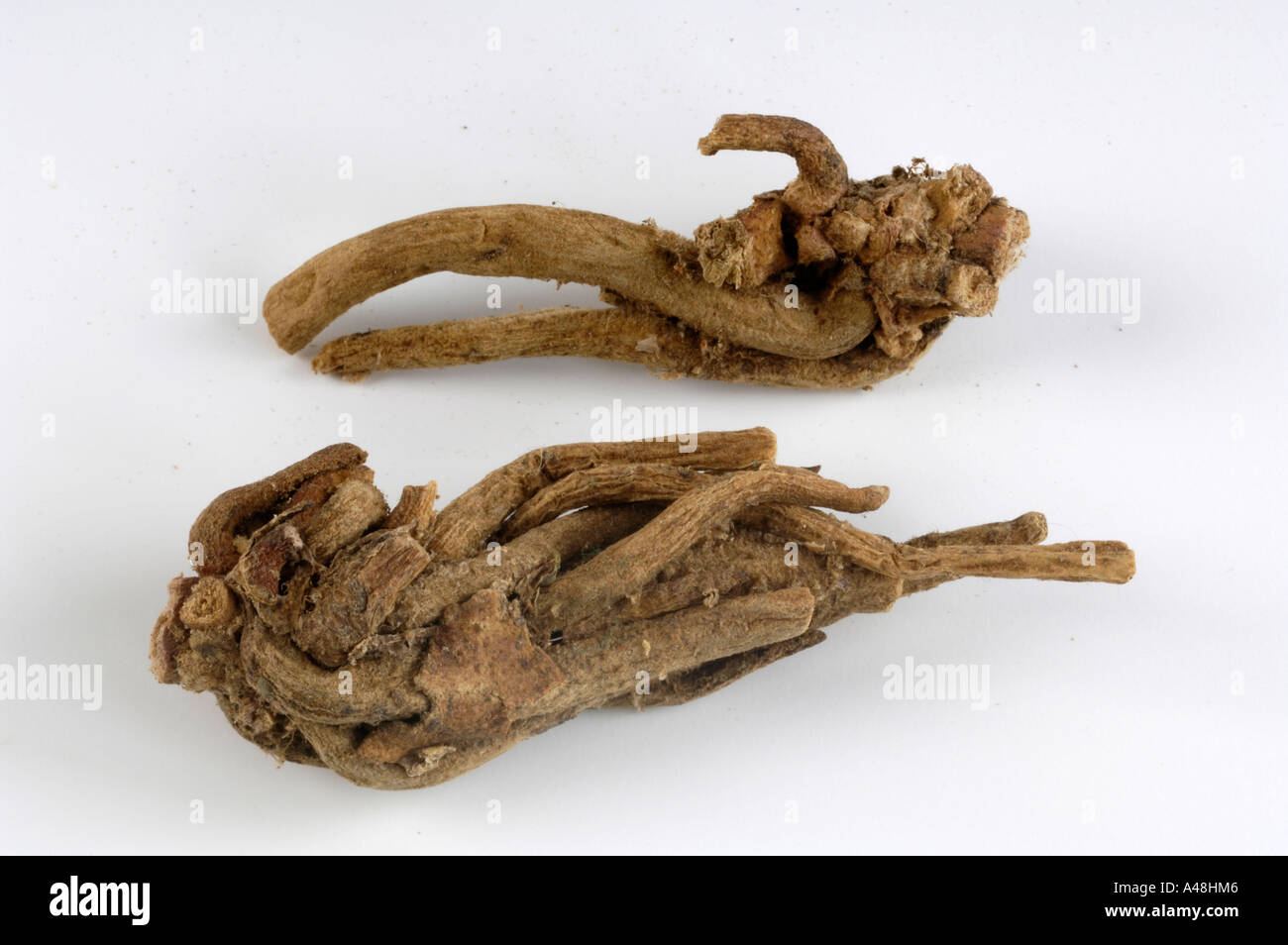 Indian valerian hi-res stock photography and images - Alamy