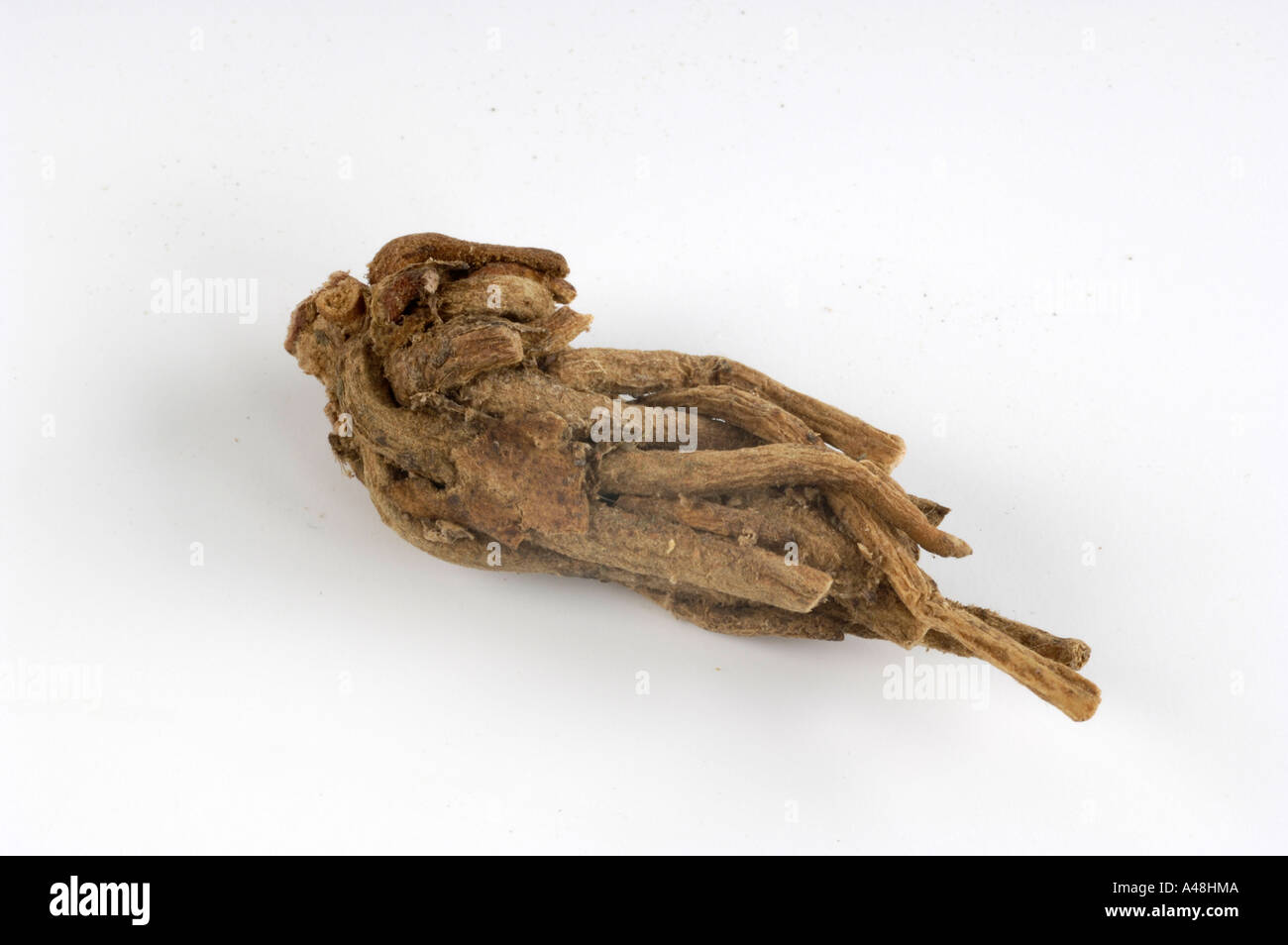 Indian Root Valerian Stock Photo - Alamy