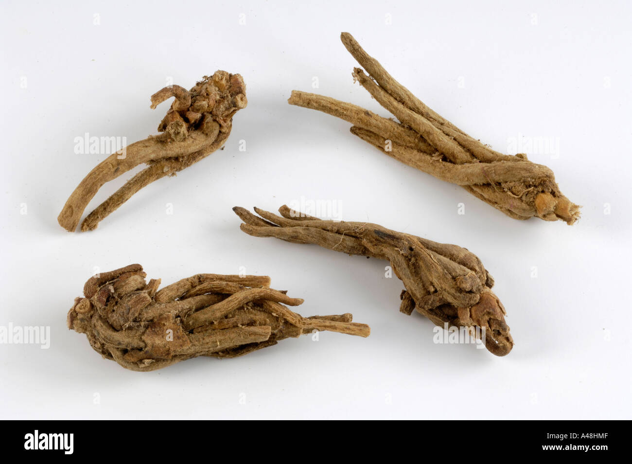 Indian Root Valerian Stock Photo - Alamy