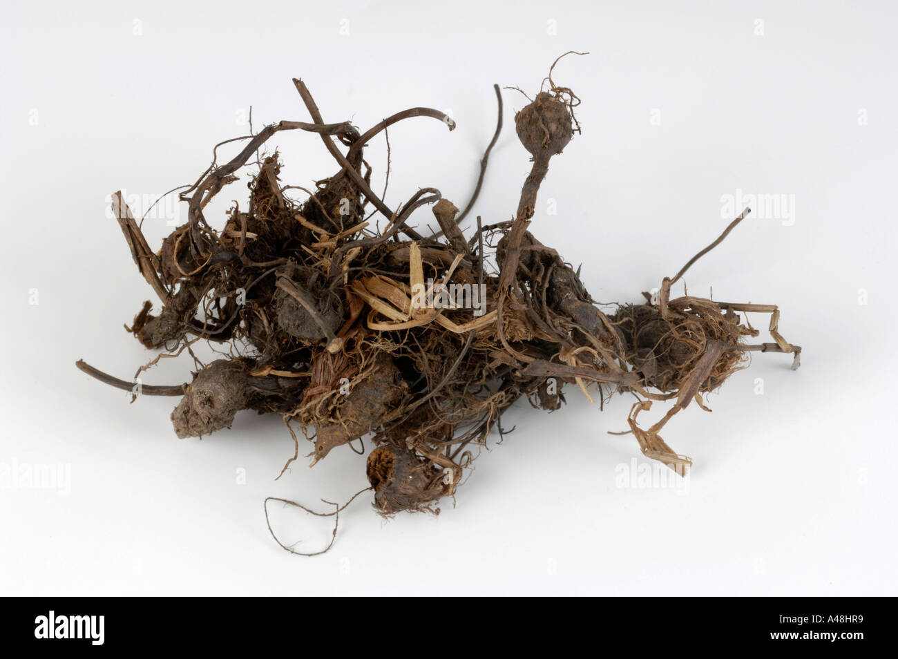 Cyperus rotundus hi-res stock photography and images - Alamy