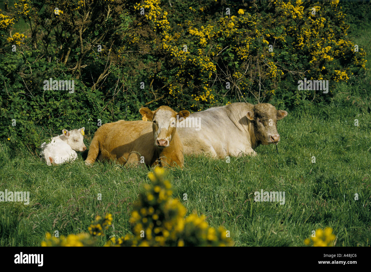 Bantry farm hi-res stock photography and images - Alamy