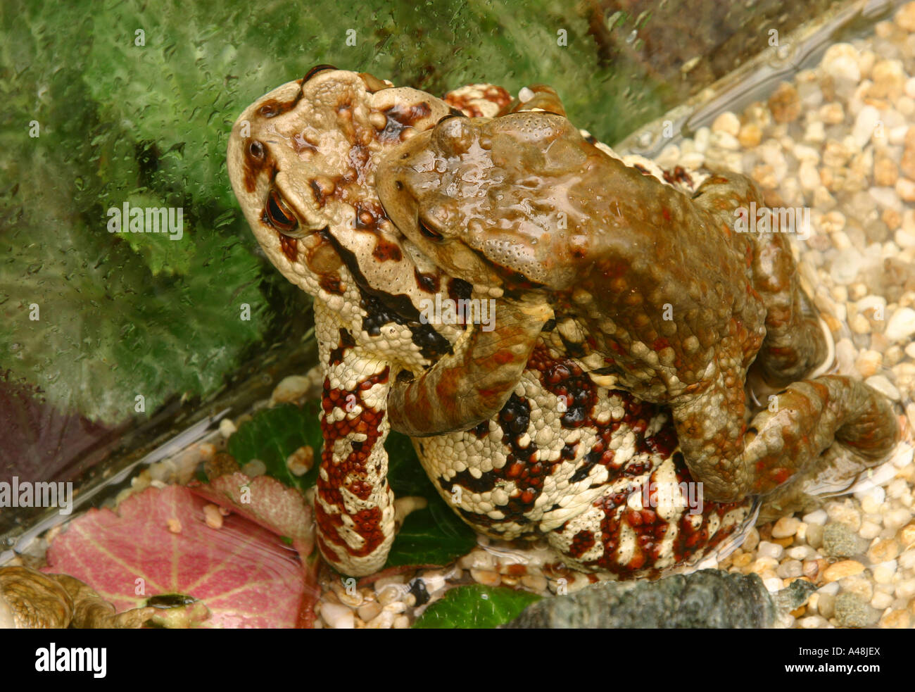 High angle view of a frog sitting on the back of another frog Stock ...