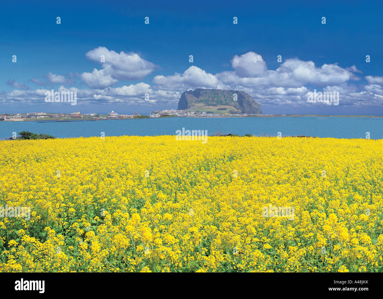Mustard crop in a field Stock Photo - Alamy
