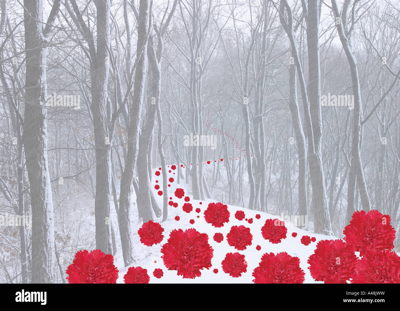 Flowers on a path Stock Photo - Alamy