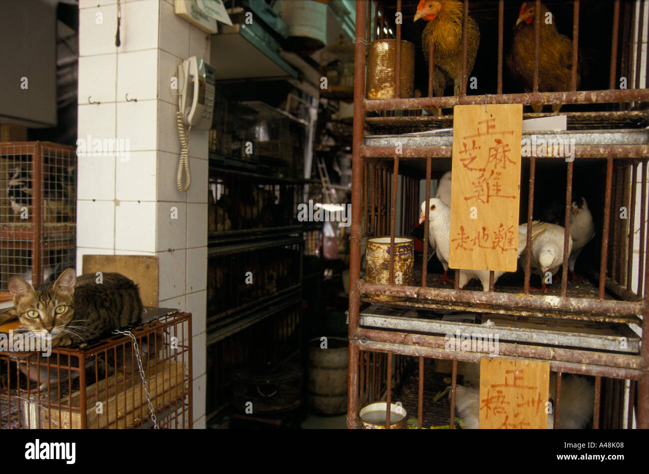 Cat bird cage hi-res stock photography and images - Alamy