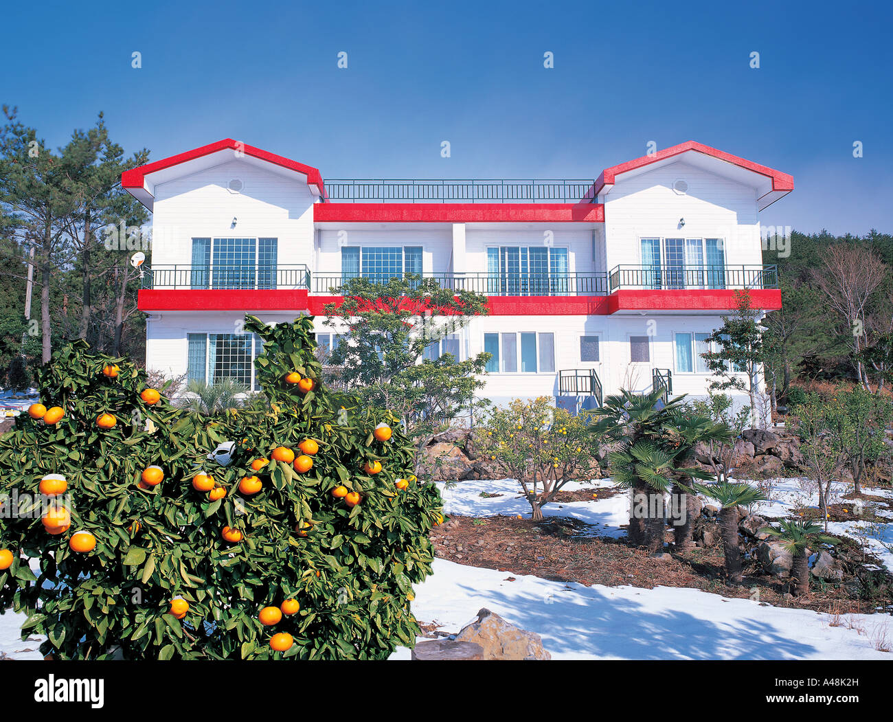 Orange tree in front of a house Stock Photo - Alamy