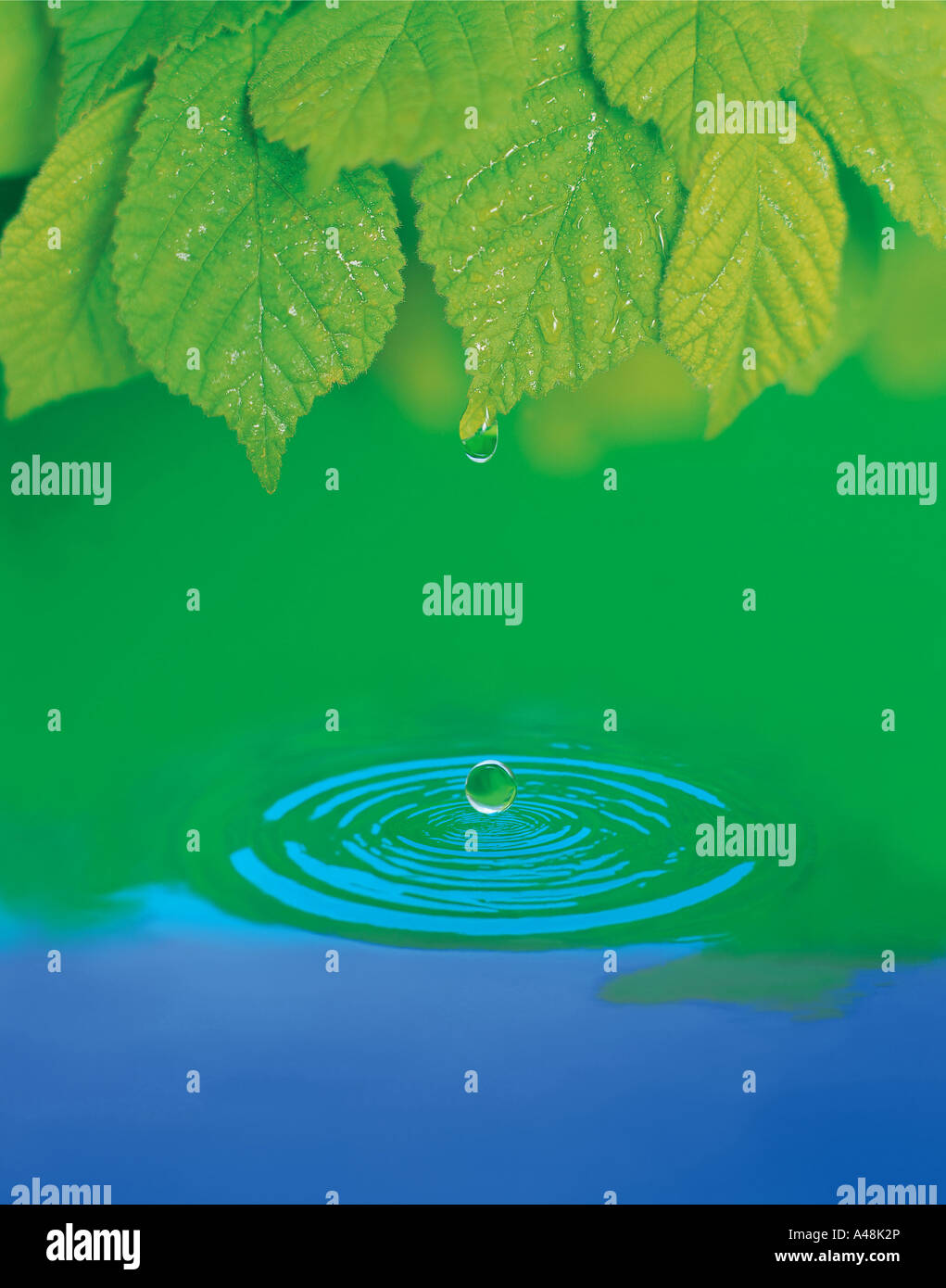 Close-up of dew drops falling from a leaf Stock Photo - Alamy