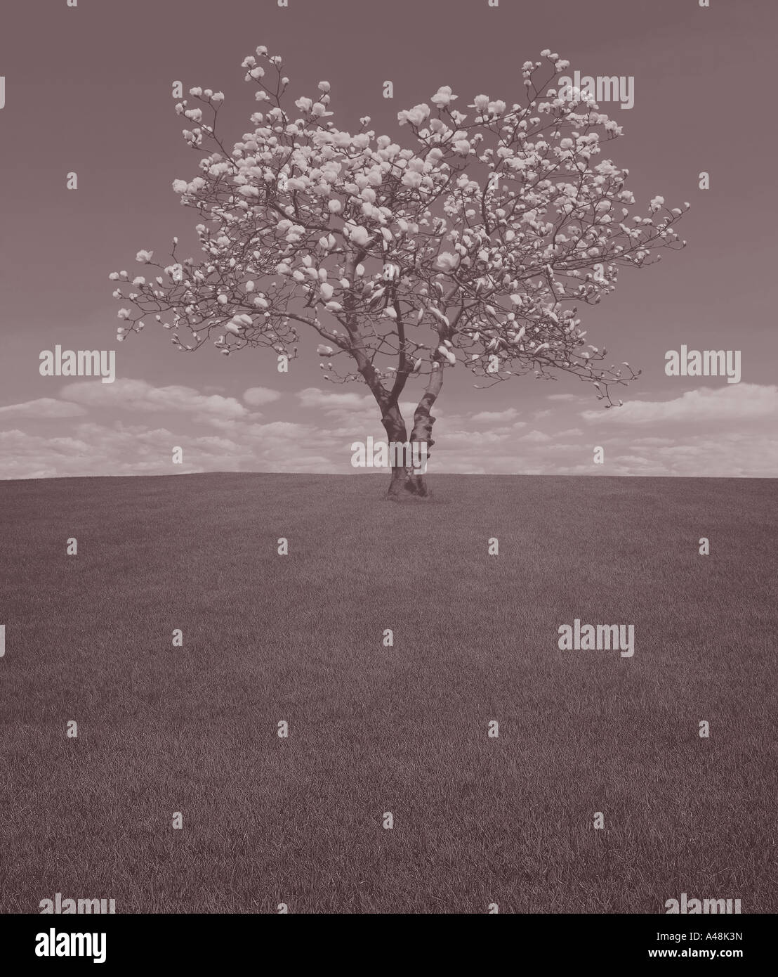 Tree in a field Stock Photo - Alamy