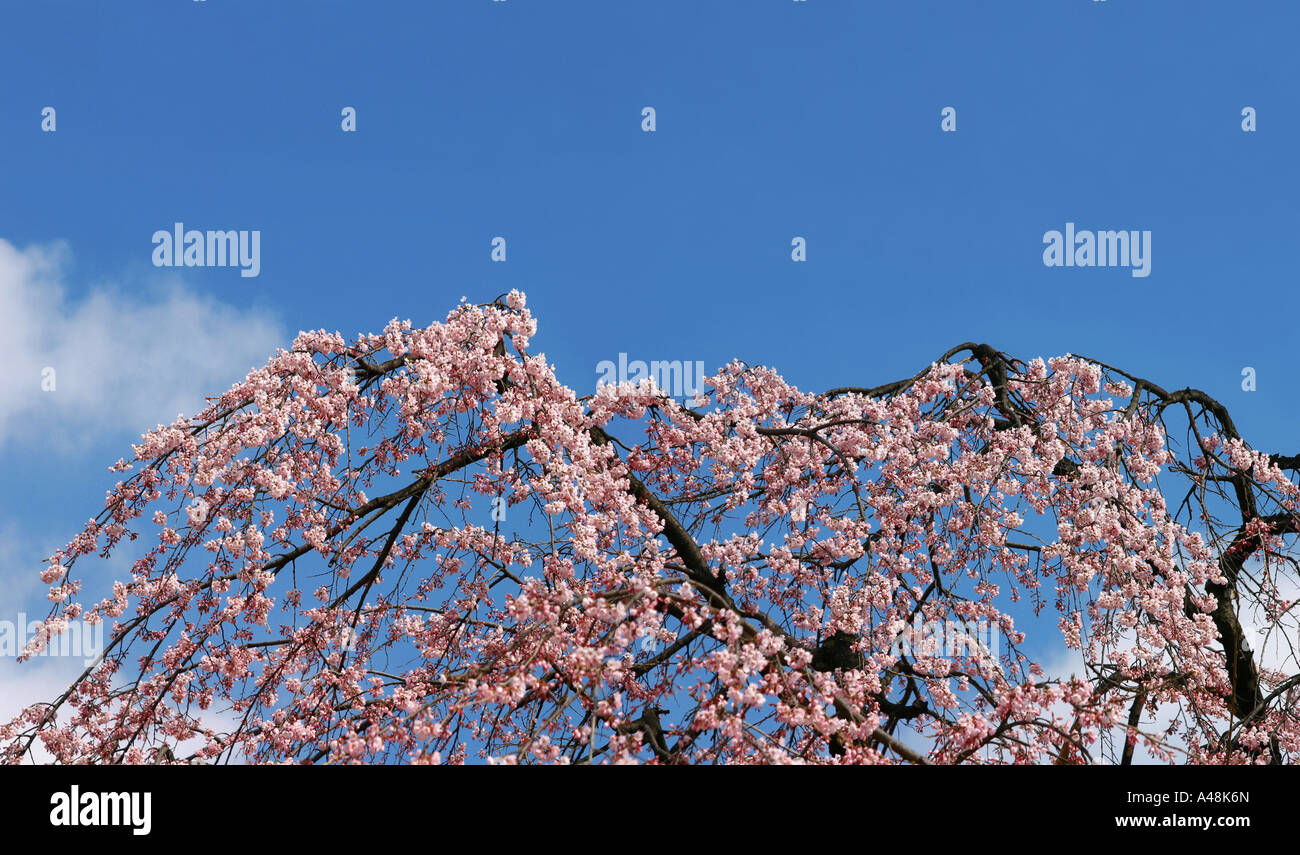 Low angle view of tree branches Stock Photo - Alamy