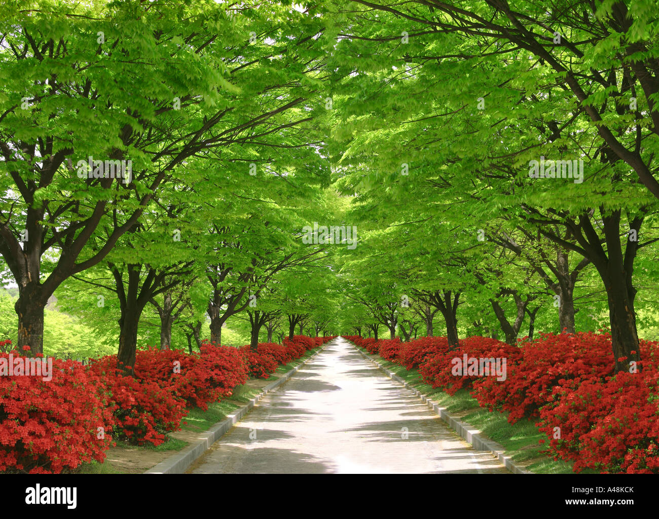 Trees on both sides of a walkway Stock Photo - Alamy