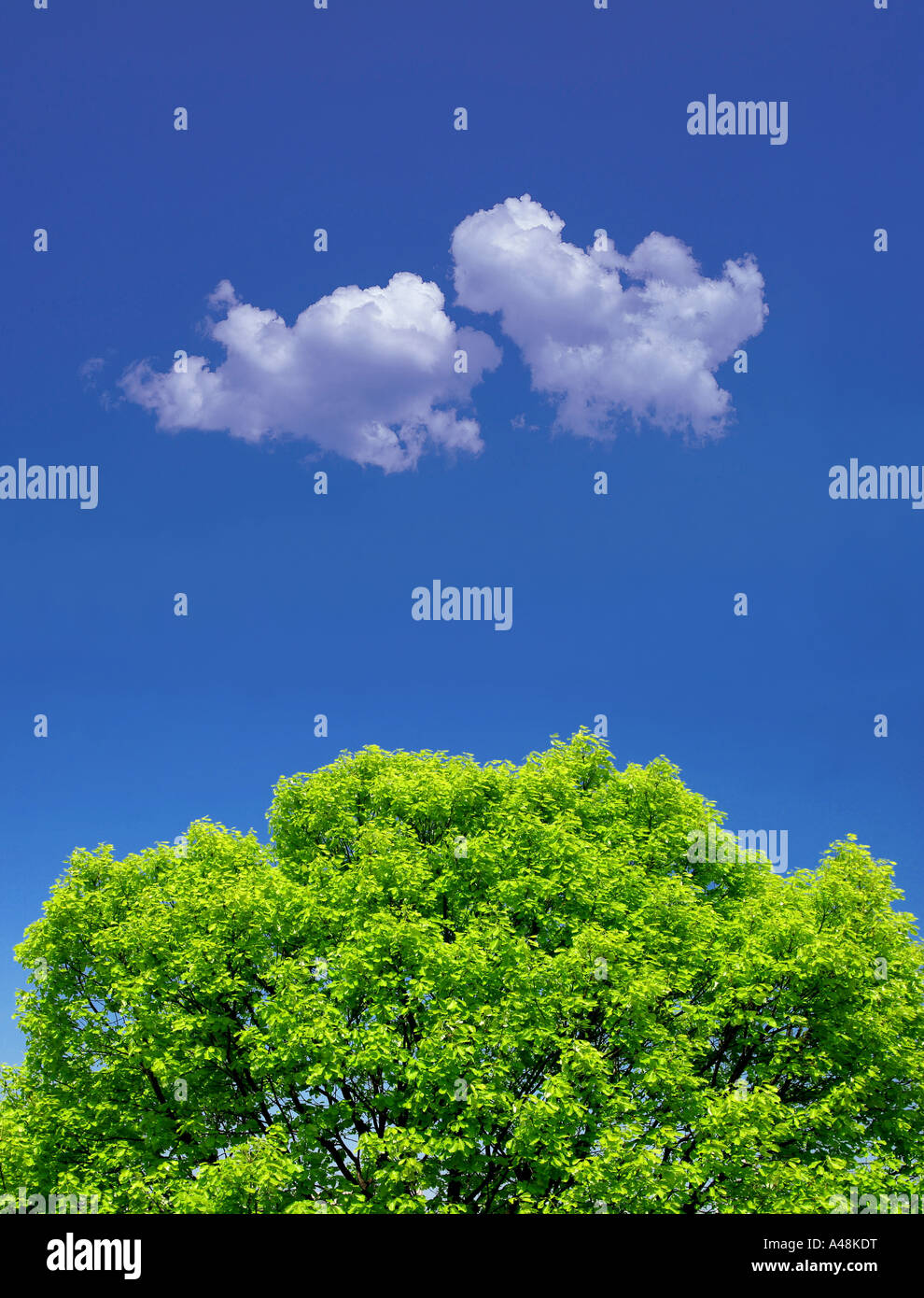 Clouds over a tree Stock Photo - Alamy