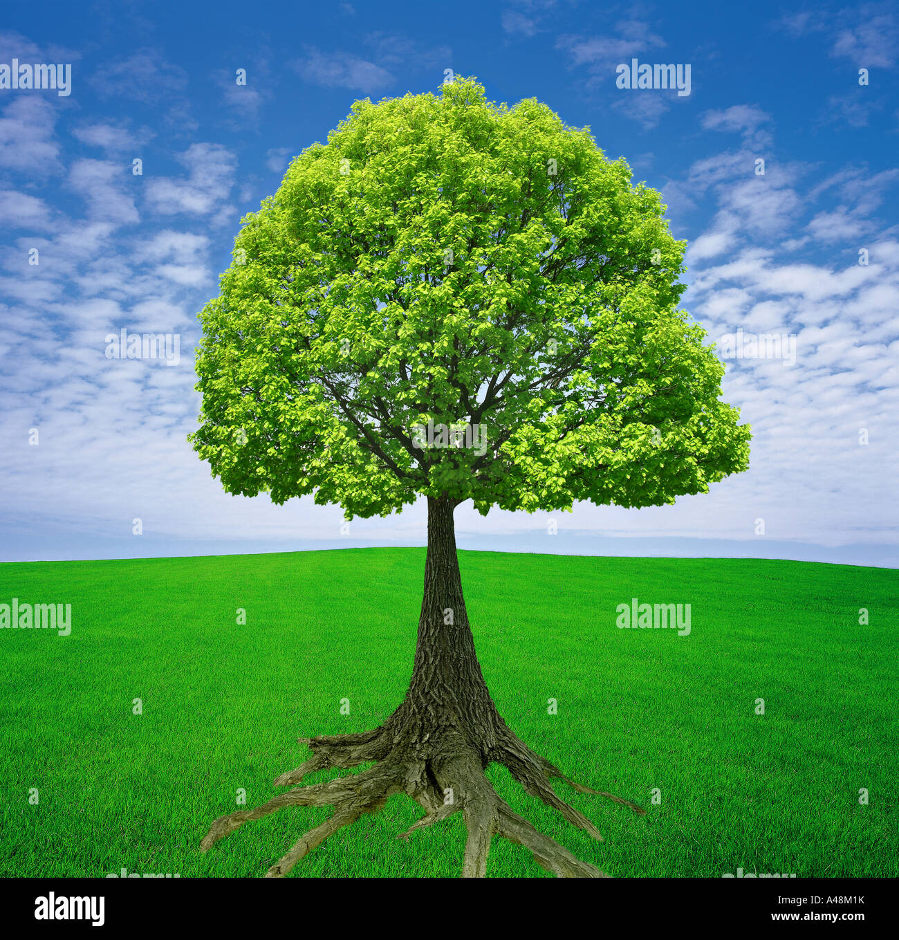 Clouds over a tree on a landscape Stock Photo - Alamy