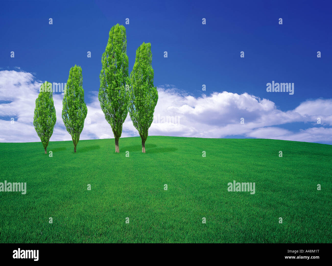 Trees in a row on a landscape Stock Photo - Alamy