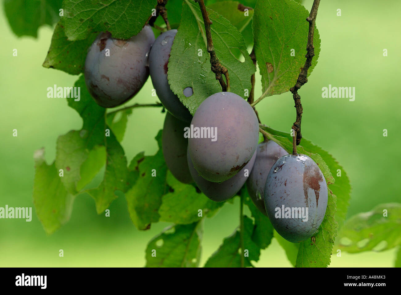Plum / Pflaume / Zwetschge / Zwetschke / Zwetsche Stock Photo - Alamy