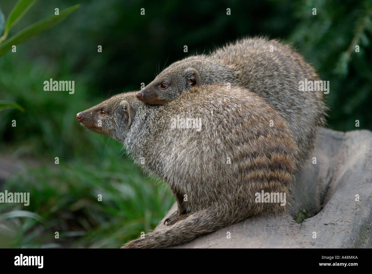 Zebramangusten mungos mungo hi-res stock photography and images - Alamy