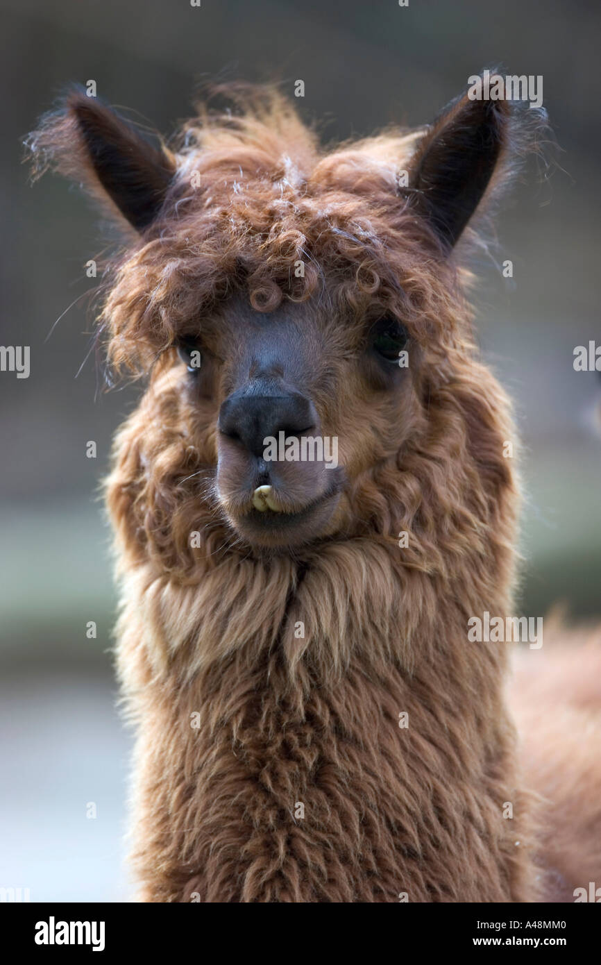 Alpaka hi-res stock photography and images - Alamy