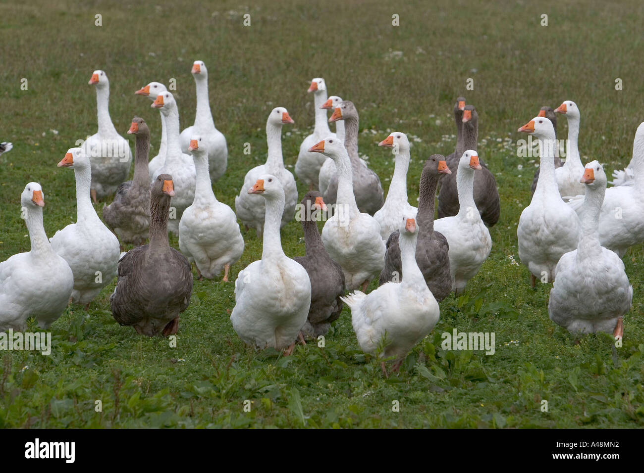 Hausgans High Resolution Stock Photography and Images - Alamy